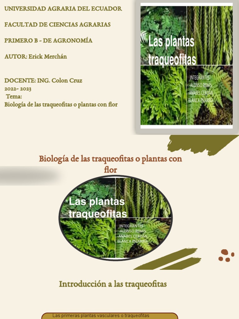 Biología de Las Traqueofitas | PDF | Hoja | Tallo de la planta