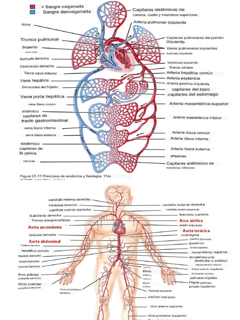 Fisio Pdf Abdomen Aorta