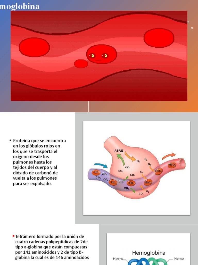 Hemoglobina | PDF | Glóbulo rojo | Sangre