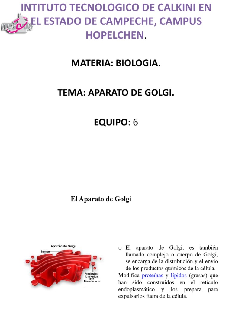 Aparato de Golgi: Funciones y Estructura | PDF | Citoplasma | Biología Celular