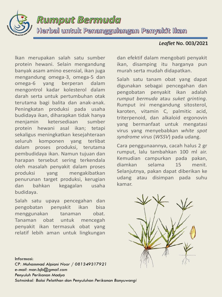 Leaflet No. 003/2021: Rumput Bermuda Atau Suket Grinting | PDF ...