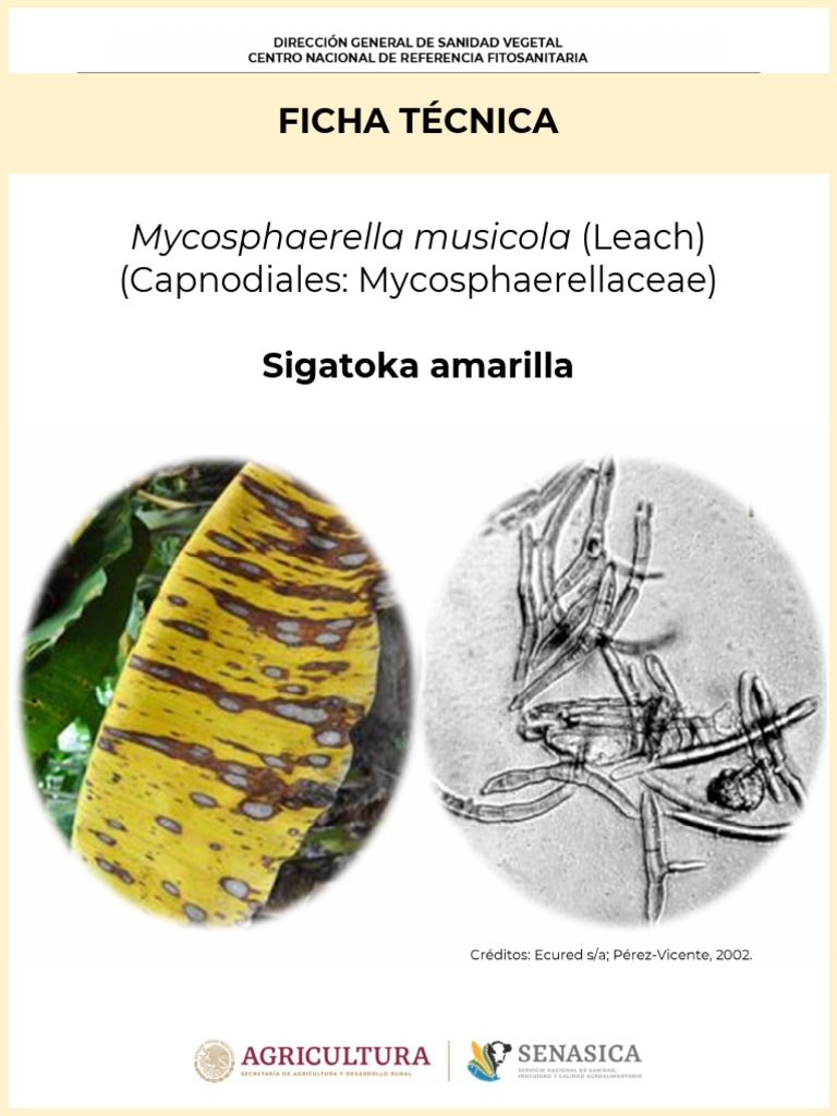 Ficha T Cnica Mycosphaerella Musicola | PDF | Plantas