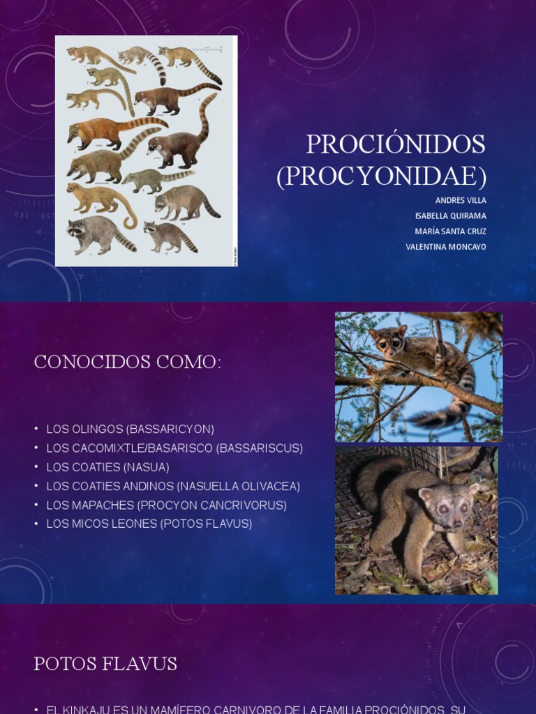 Prociónidos (Procyonidae) | PDF
