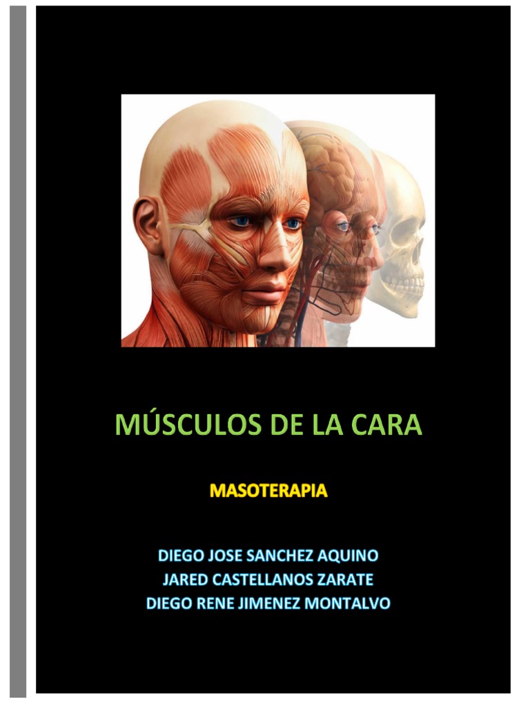 Anatomía de Músculos Faciales | PDF | Nariz humana | Morfología (biología)