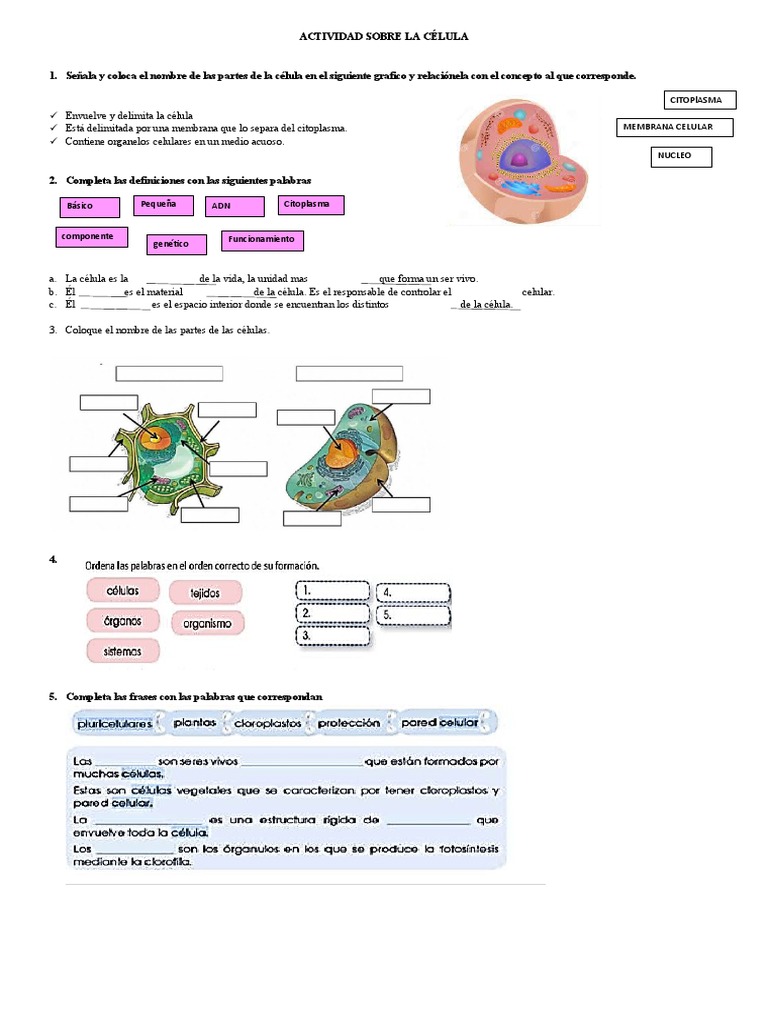Actividad Sobre La Célula | PDF