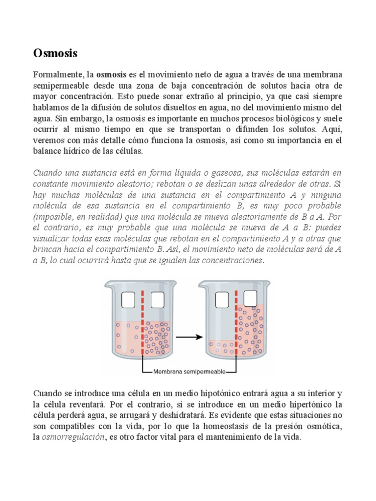 Guía Osmosis | PDF | Ósmosis | Biología Celular