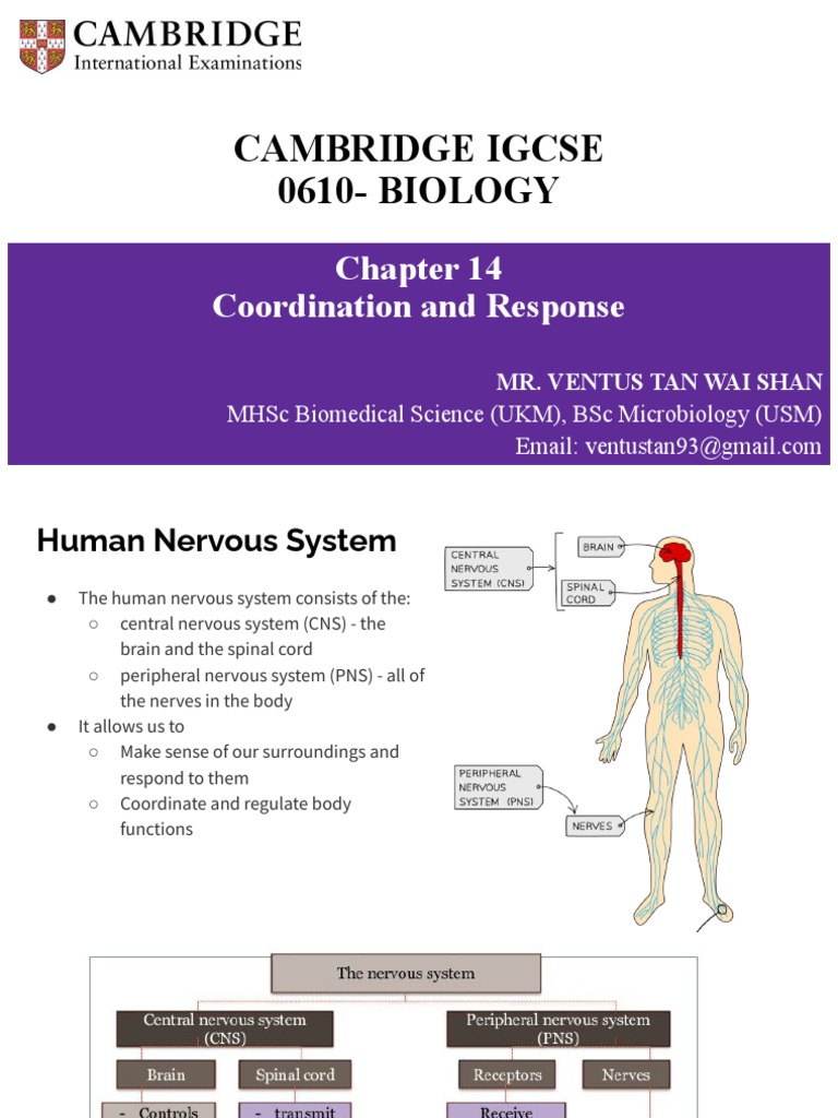 CAMBRIDGE IGCSE BIOLOGY Chapter 14 Coordination and Response | PDF | Neuron | Synapse