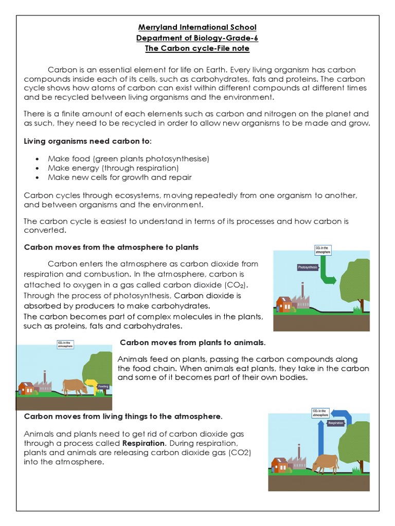 Understanding the Carbon Cycle for Grade 6 | PDF | Carbon Cycle ...