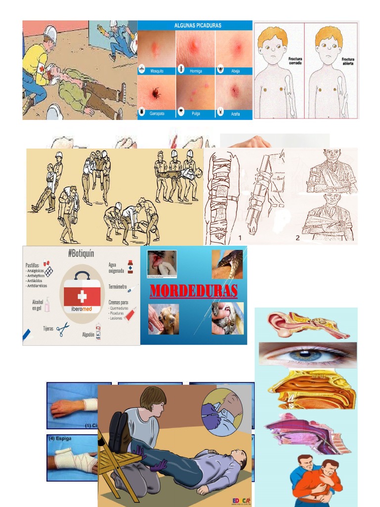 Bio Prim Axu. Imagenes | PDF