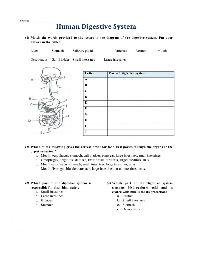 Human Digestive System Worksheet | PDF