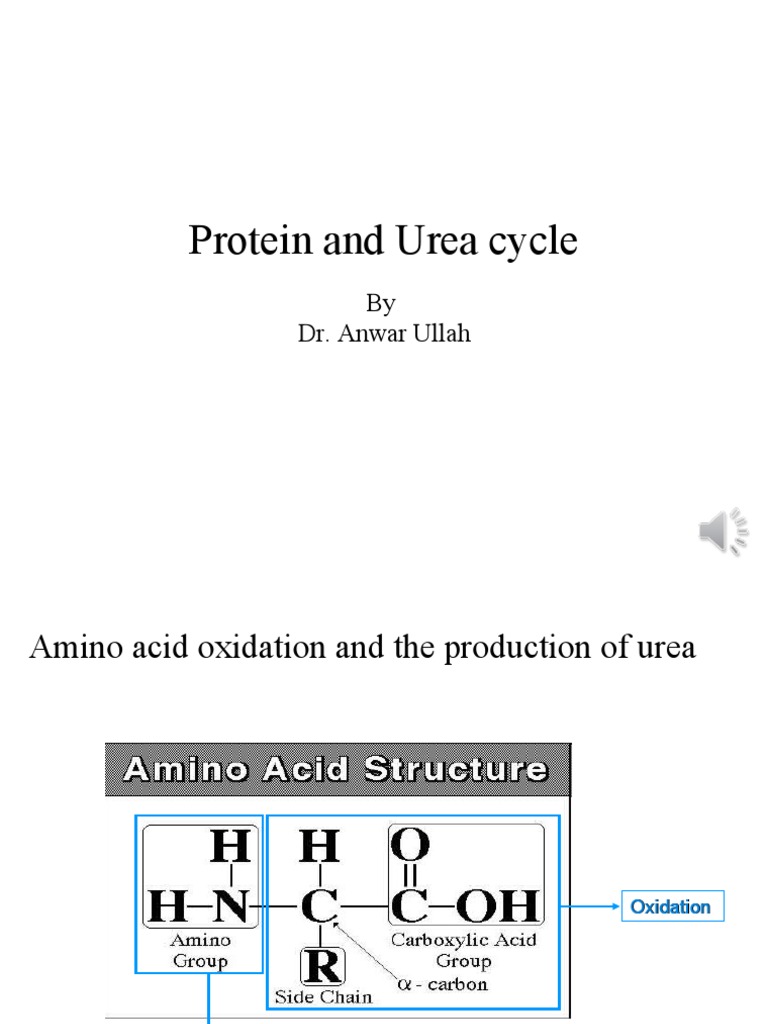 Protien and Urea Cycle | PDF | Alanine | Transaminase