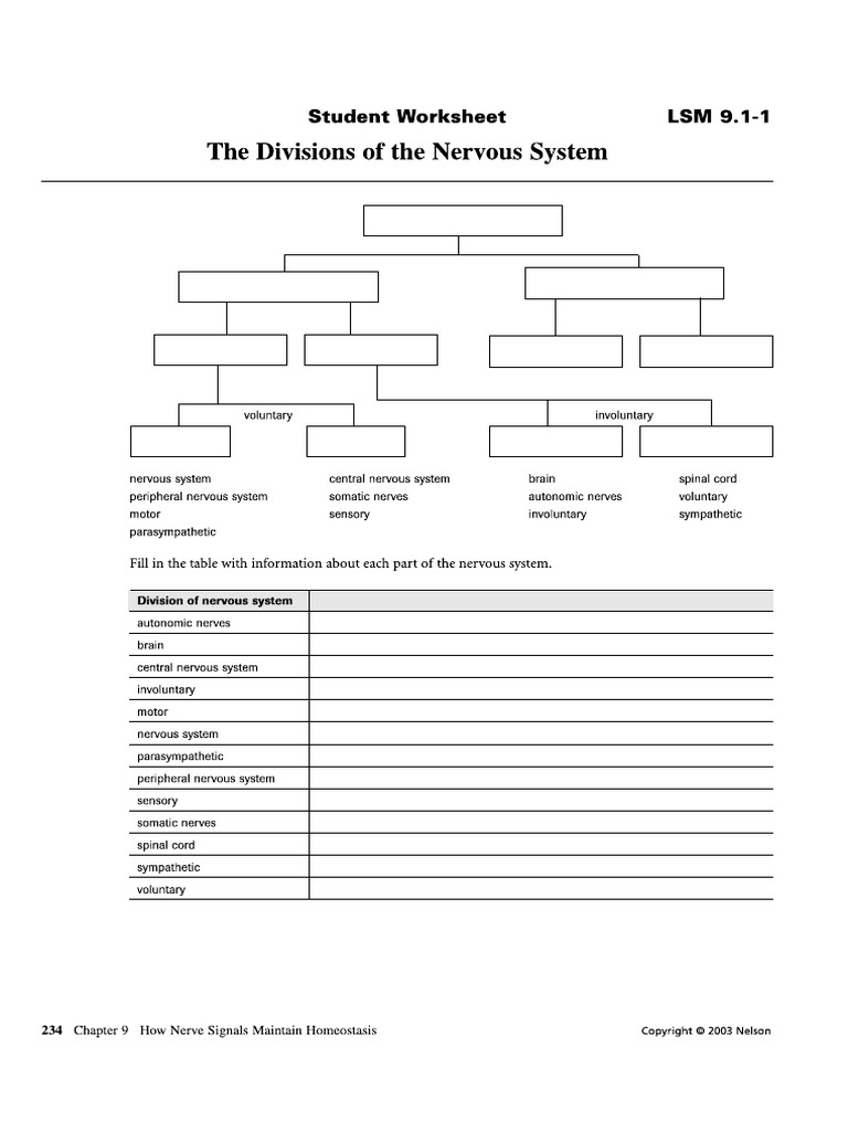 The Division of the Nervous System Worksheet | PDF