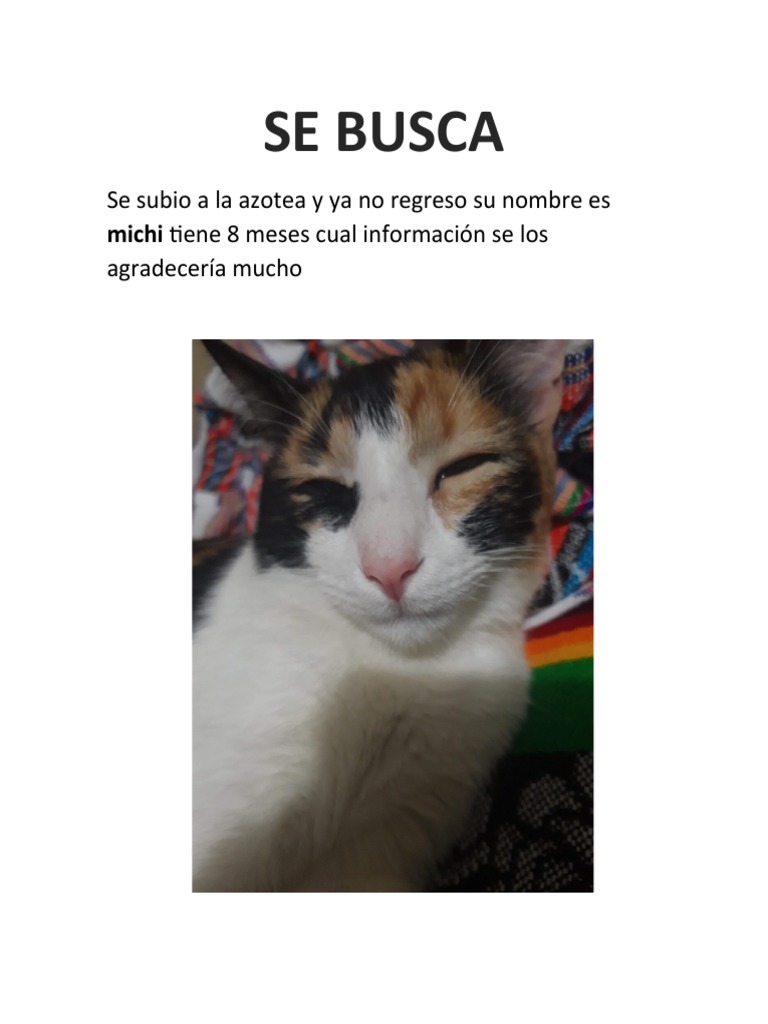 Se busca gato michi de 8 meses | PDF