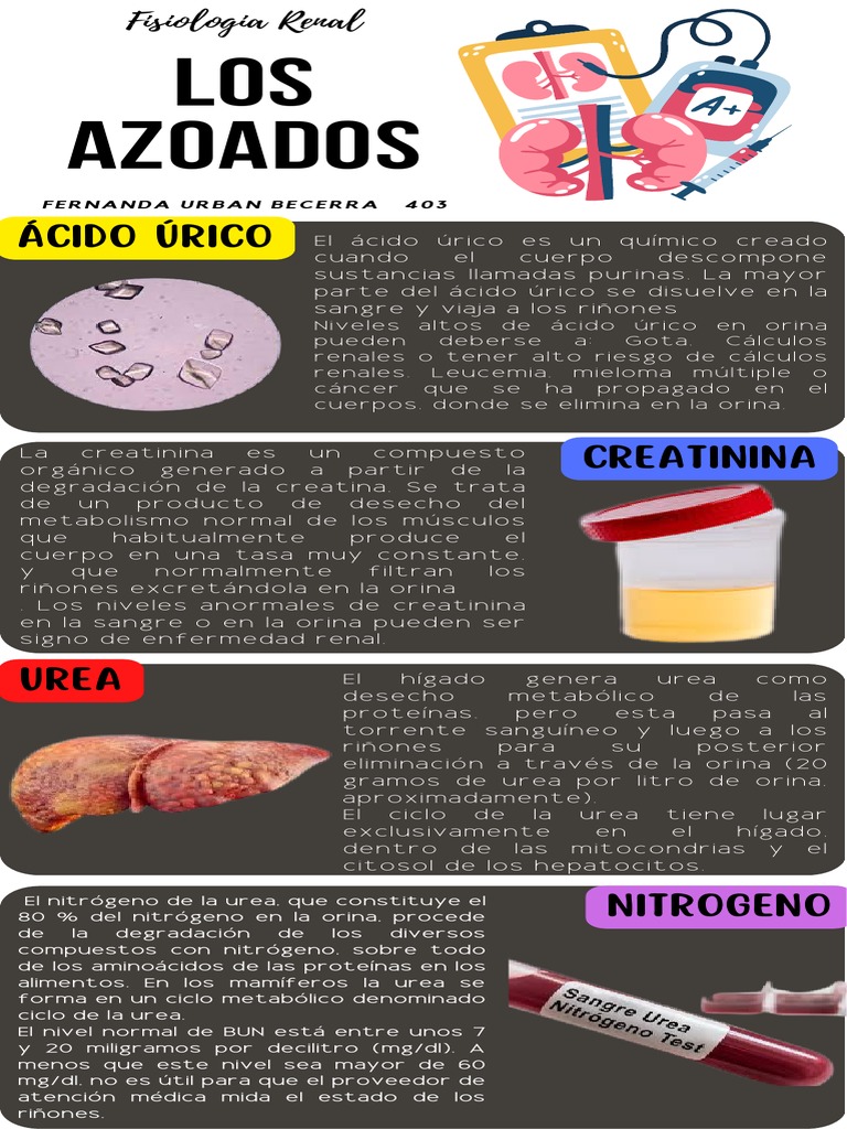 Infografia Azoados | PDF | Orina | Creatinina