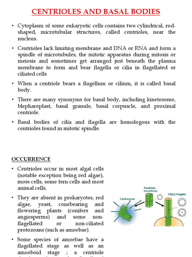 Centrioles and Basal Bodies | PDF | Mitosis | Microtubule