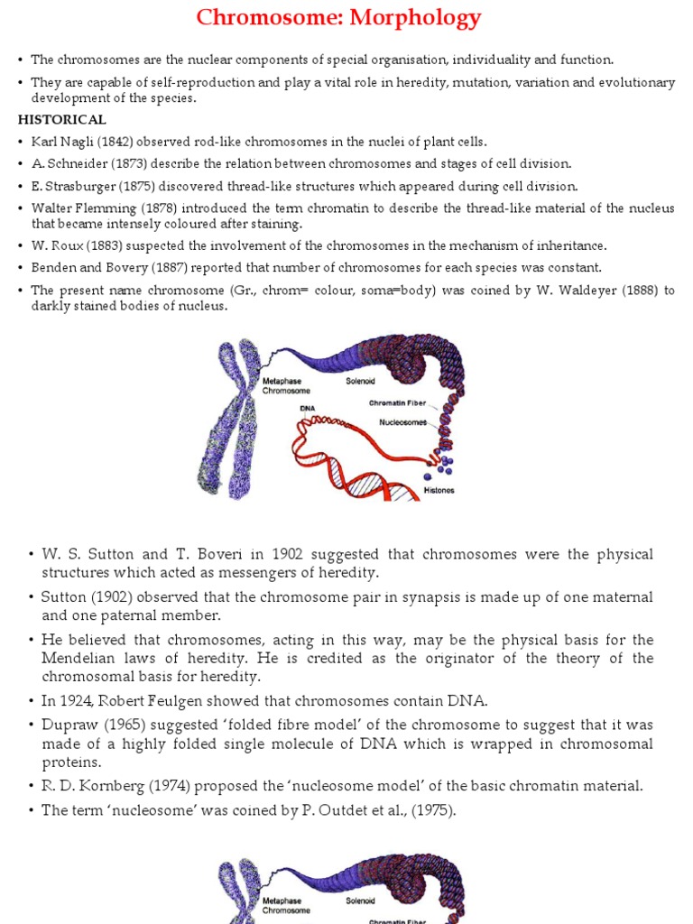 Chromosome Morphology | Download Free PDF | Ploidy | Chromosome