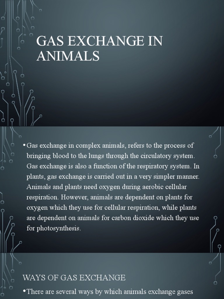 Gas Exchange in Animals | PDF