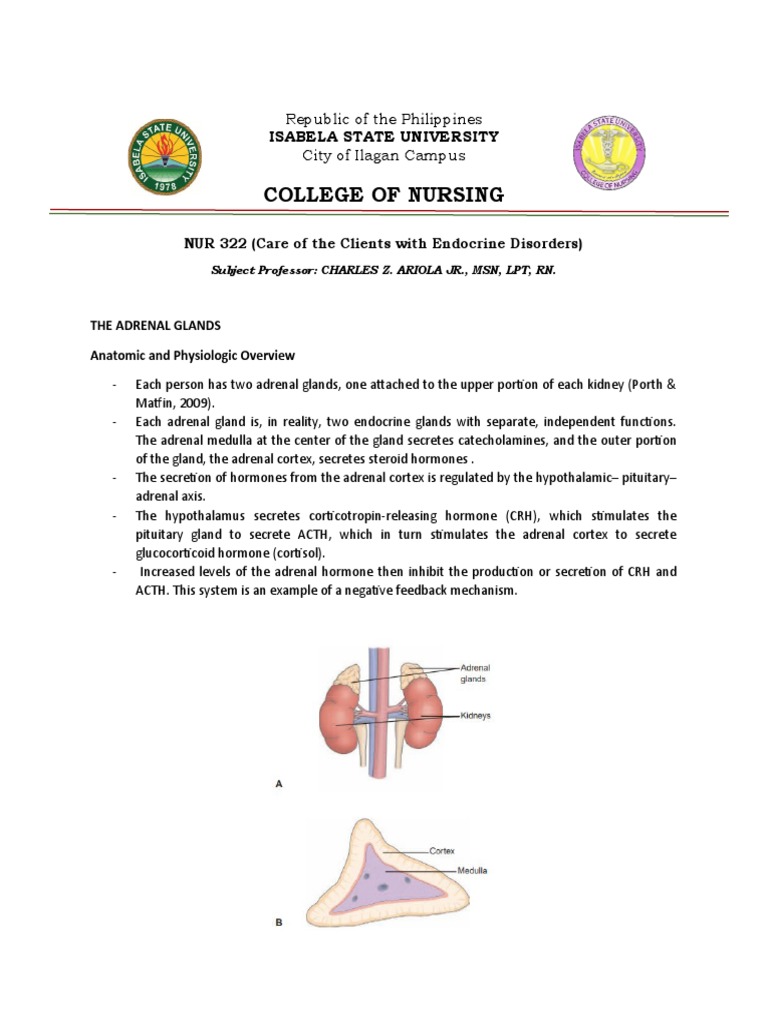 Adrenal Glands Pdf Adrenal Gland Glucocorticoid