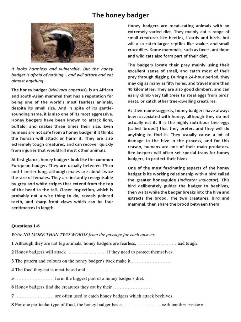 The Honey Badger | PDF | Beehive | Honey