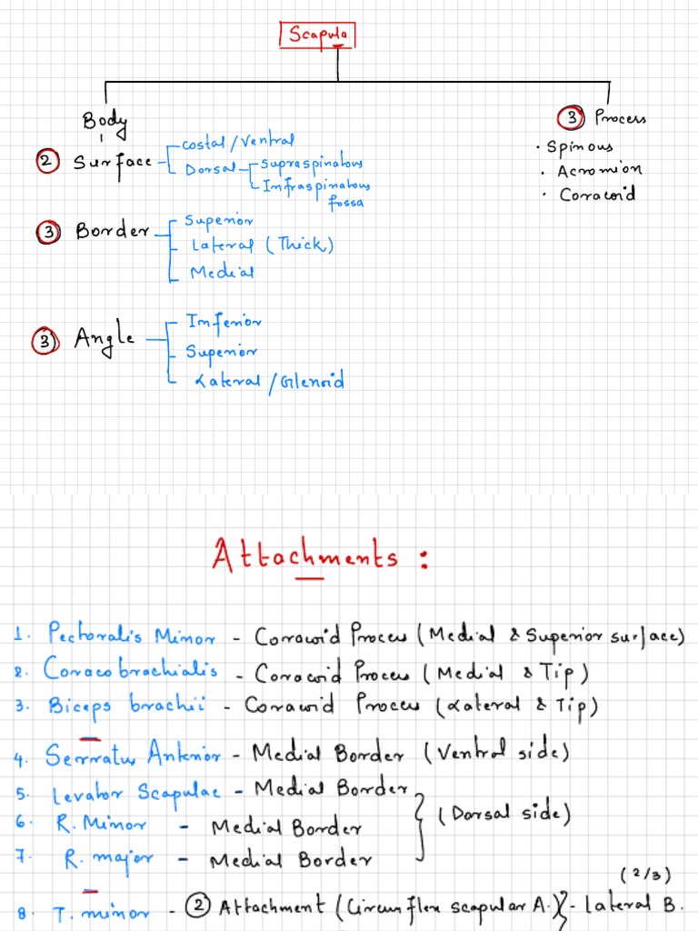 Scapula (Bone and Attachment) Flowchart | PDF | Limbs (Anatomy) | Human ...