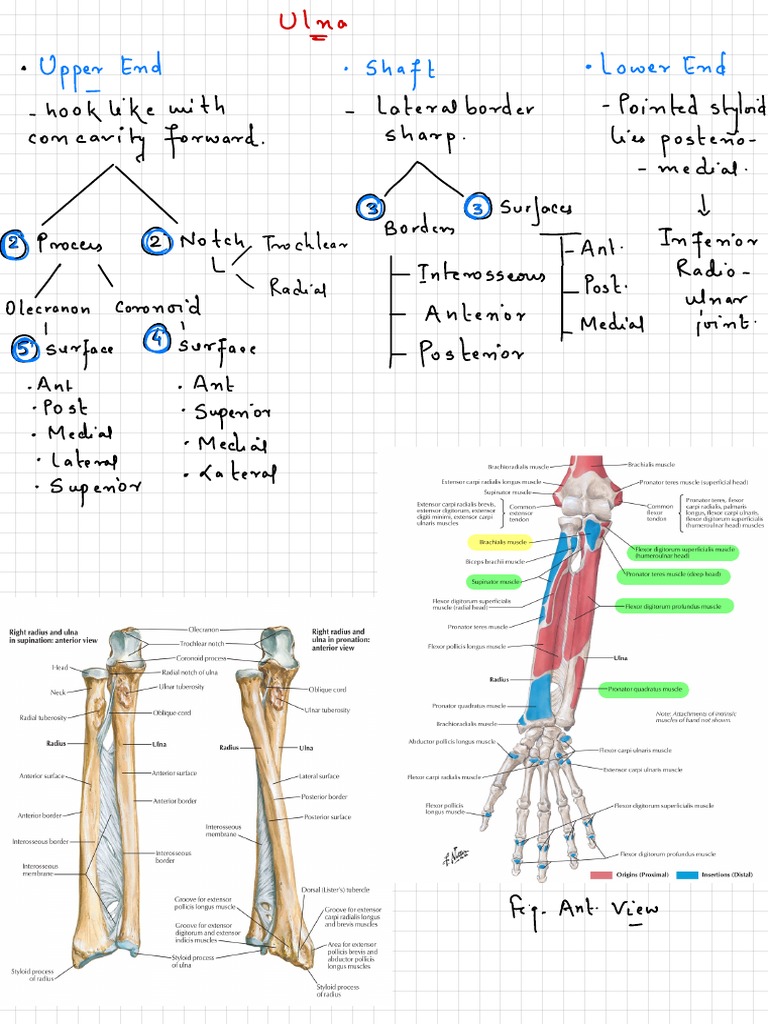 Ulna (Bone and Attachments) Flow Chart | PDF | Skeletal System | Human ...