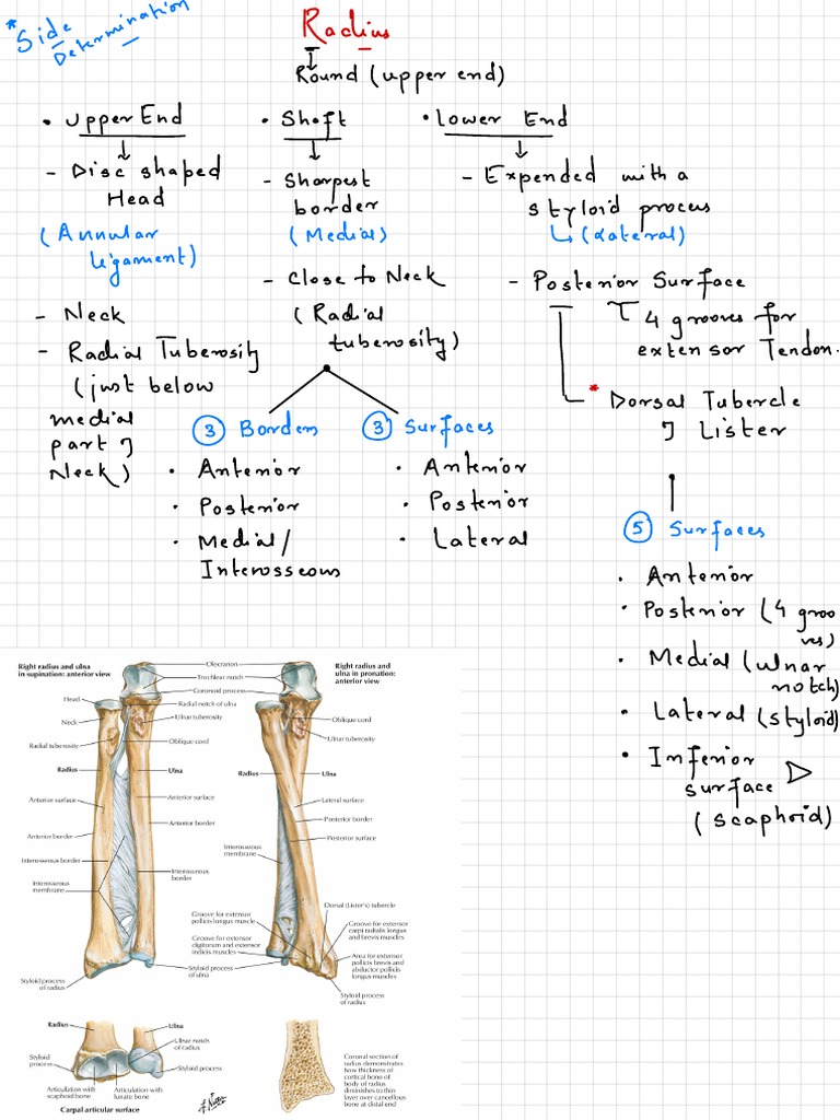 Radius Bone Anatomy and Attachments | PDF | Soft Tissue | Skeletal System