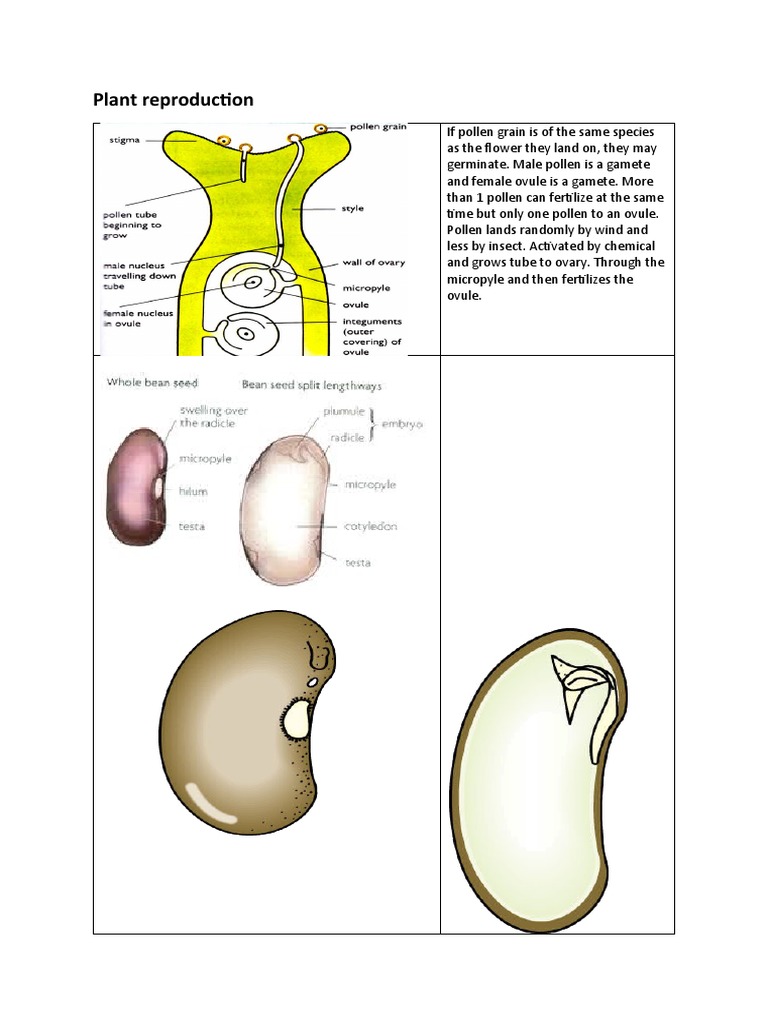 Plant Reproduction & Seed Germination | PDF | Science & Mathematics