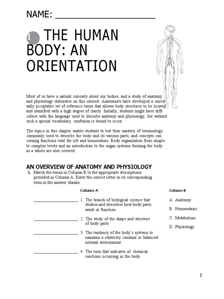 The Human Body | PDF | Human Body | Anatomical Terms Of Location