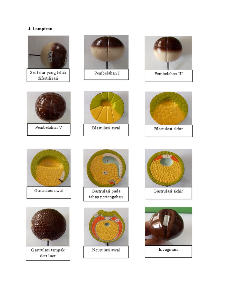 6.lampiran Embrio Katak | PDF | Pengembangan Diri | Kesehatan Holistik
