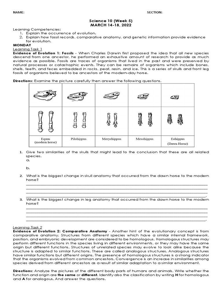 Week 5. ANSWER SHEET.Q3 | PDF | Evolution | Fossil