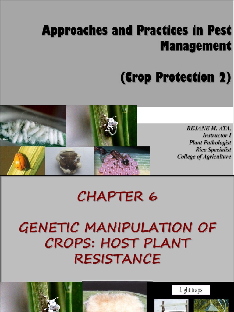 Copy Crop Prot 2 Chapter 6 | PDF | Genetically Modified Crops | Genetic Engineering