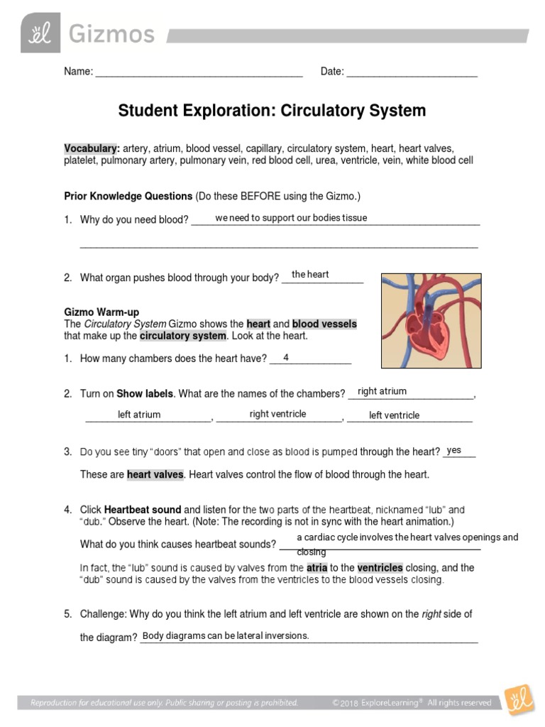 Circulatory System Gizmo Exploration | PDF | Heart | Vein