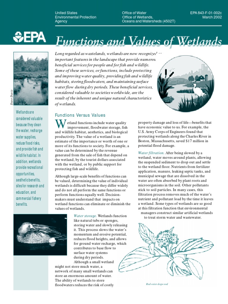 Wetlands: Functions and Values Overview | PDF | Wetland | Flood