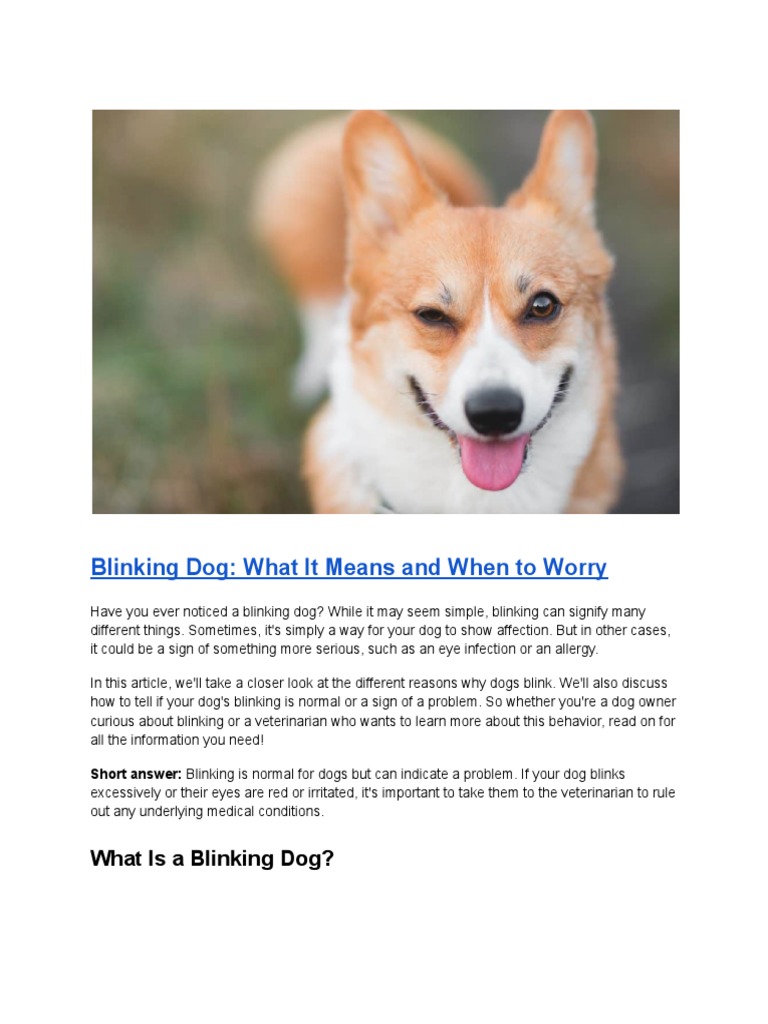 Understanding Dog Blinking Behavior | PDF | Dogs | Body Language