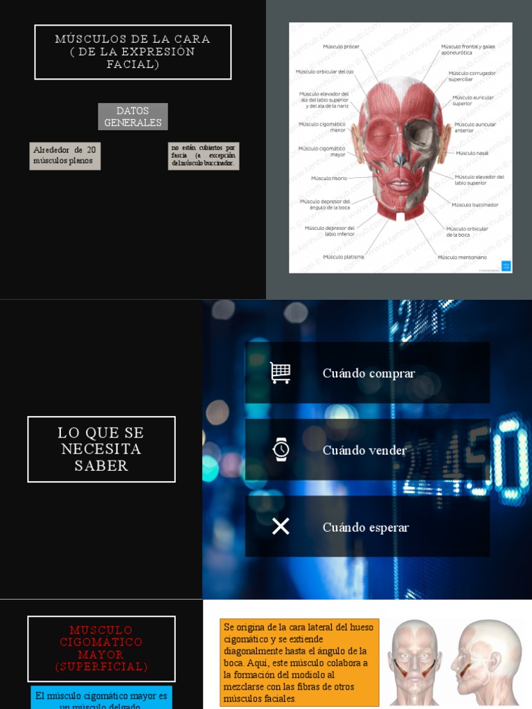 Músculos de La Cara (De La Expresión | Descargar gratis PDF | Cabeza y cuello humanos | Anatomía ...