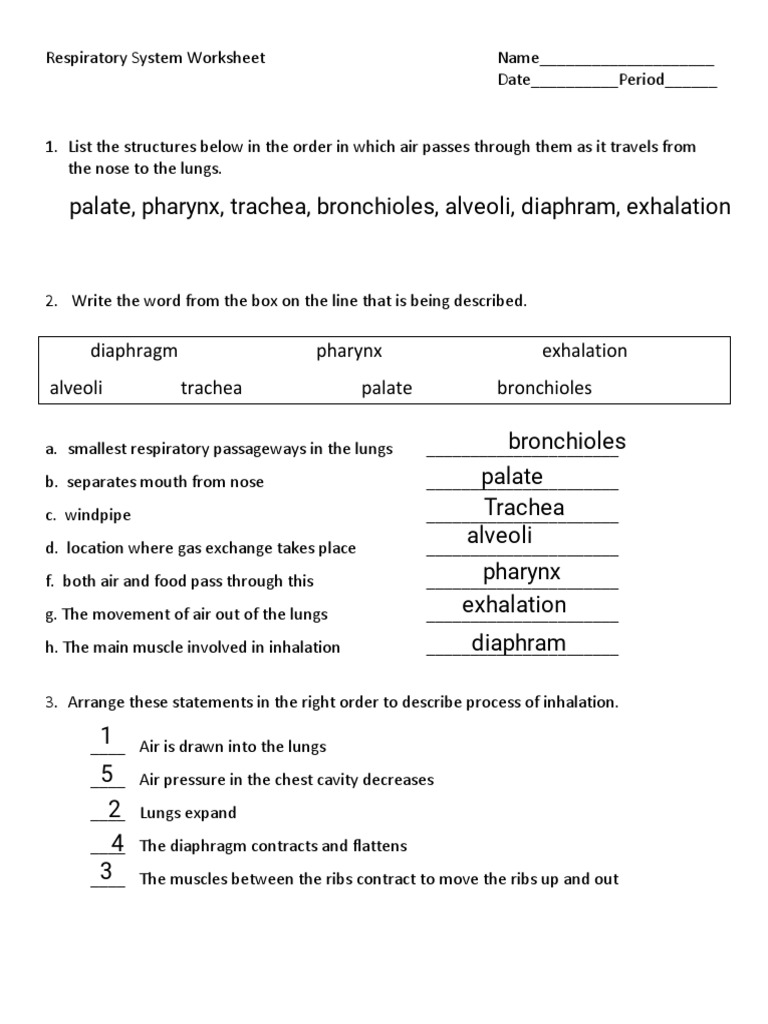 Respiratory System Worksheet for Grade 5 | PDF | Respiratory Tract | Lung