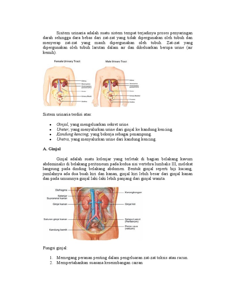 Sistem Urinaria dan Fungsi Ginjal | PDF | Kesehatan Holistik | Sains ...