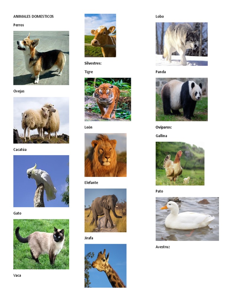 Animales Domésticos y Salvajes para Niños | PDF