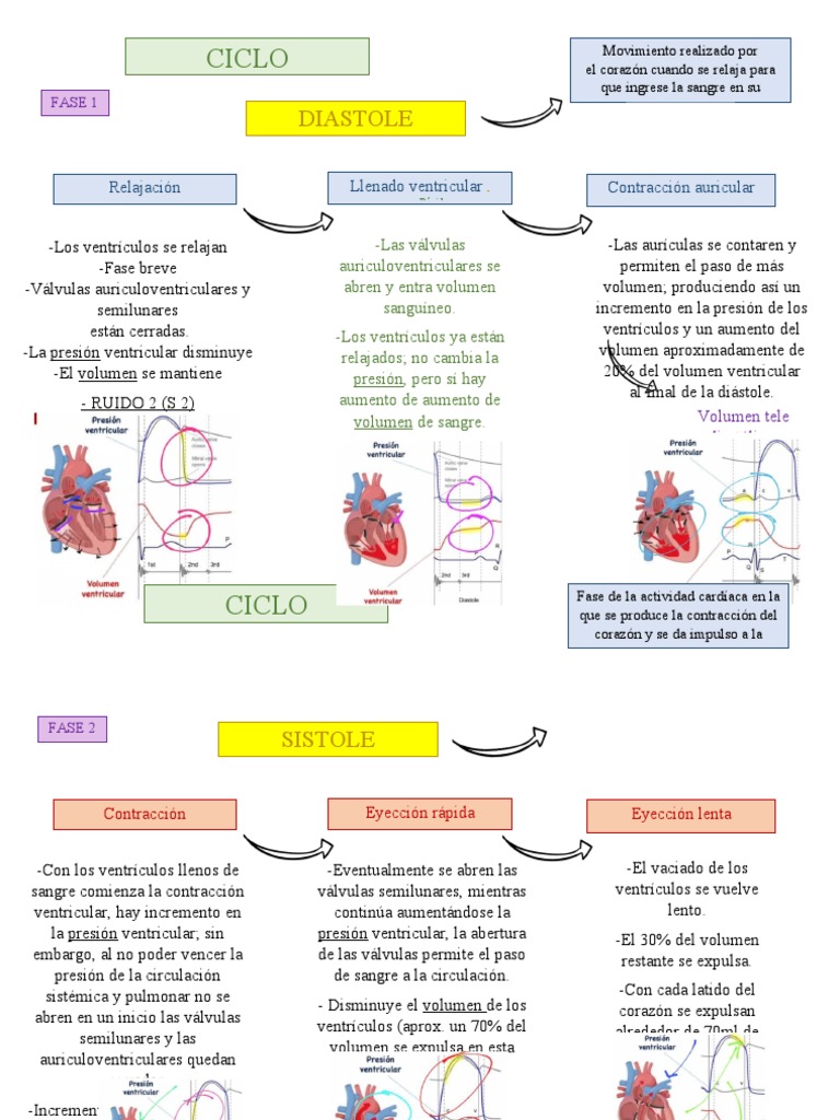 Ciclo Cardiaco | PDF | Ventrículo (corazón) | Medicina CLINICA