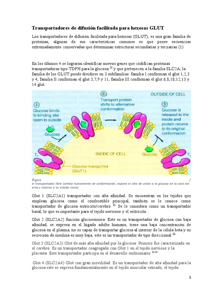 Tipos y funciones de transportadores GLUT | PDF | Insulina | Biomoléculas