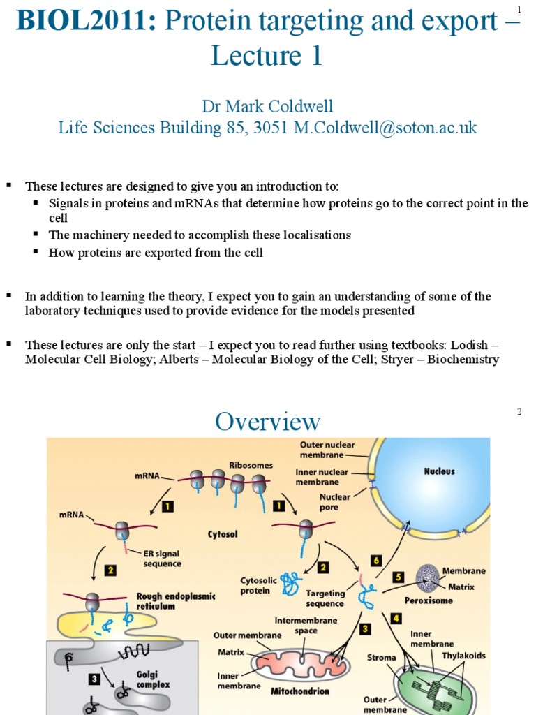 Protein Targeting and Export Basics | PDF | Messenger Rna ...