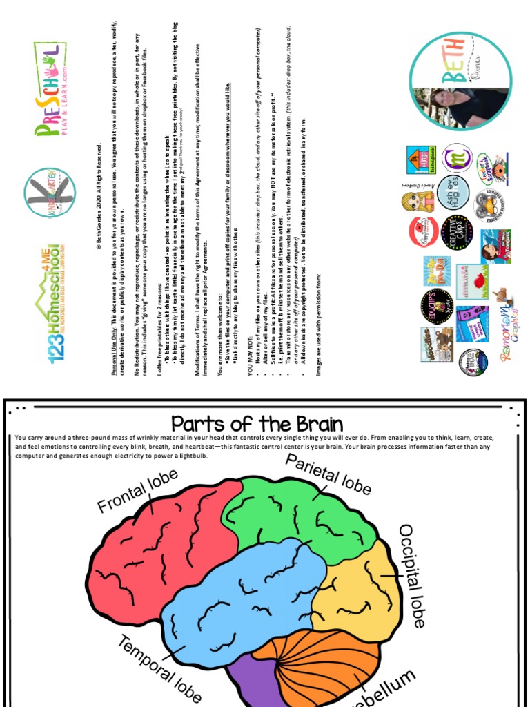 Brain Worksheets | PDF | Brain | Human Brain