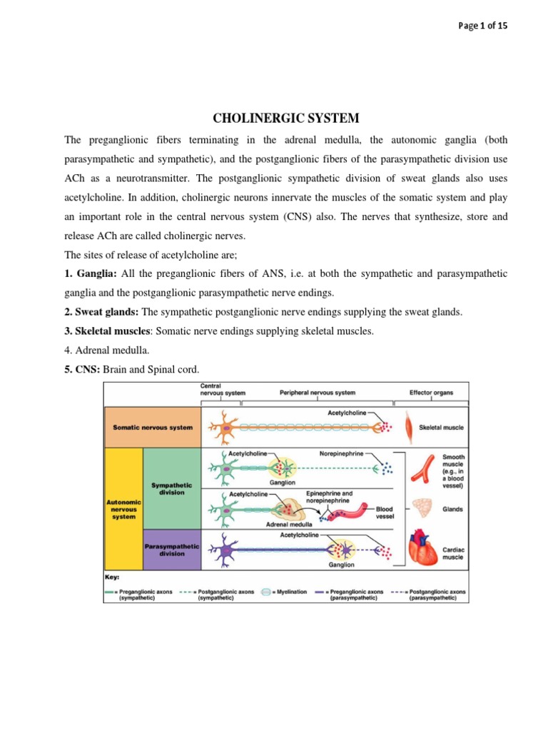 Parasympathomimetic Drugs | PDF | Acetylcholine | Chemical Synapse