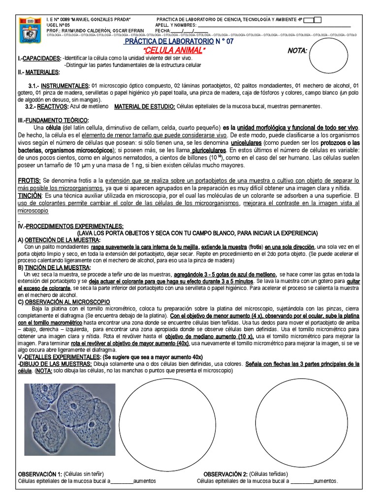 7 Práctica de Laboratorio Ct 4 Célula Animal | PDF | Biología Celular ...
