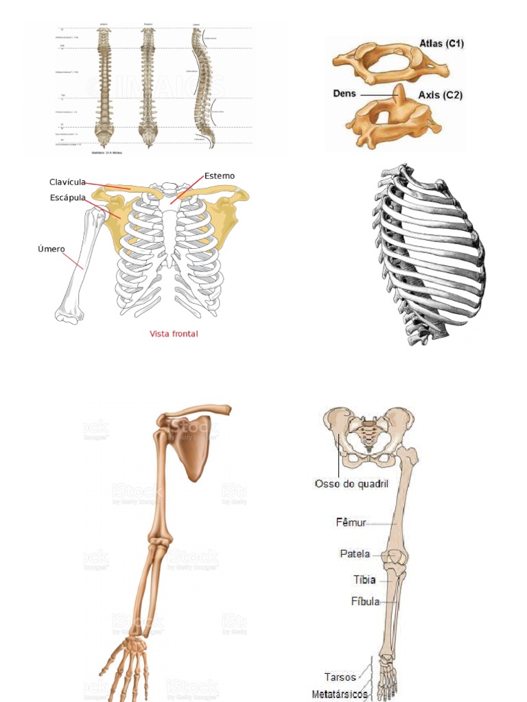 Esqueleto axial e apendicular | PDF
