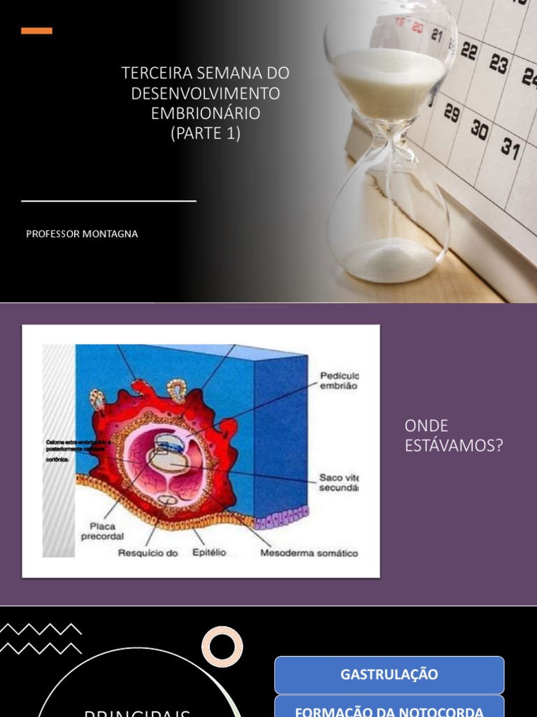 Terceira Semana Do Desenvolvimento Embrionário | PDF | Morfologia ...