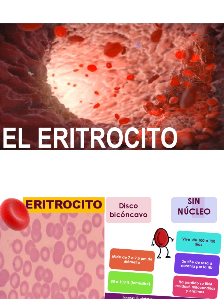 El Eritrocito - Morfología y Membrana (2) | PDF | Membrana biológica ...