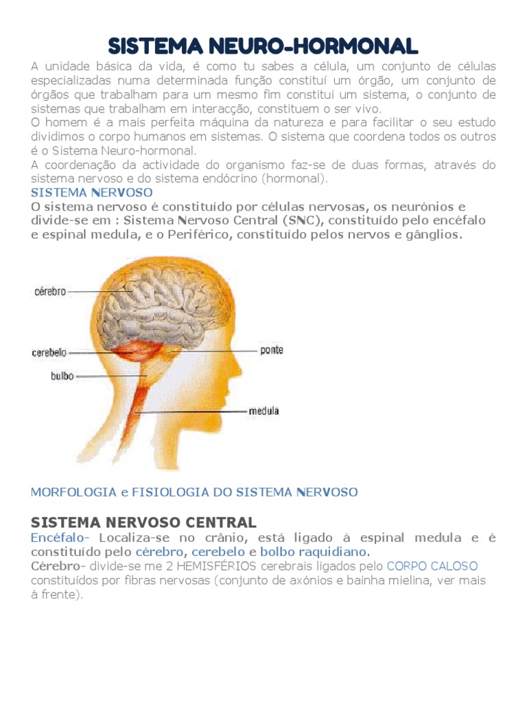 Sistema Nervoso - Resumo 9ºano | PDF | Sistema nervoso central | Medula ...