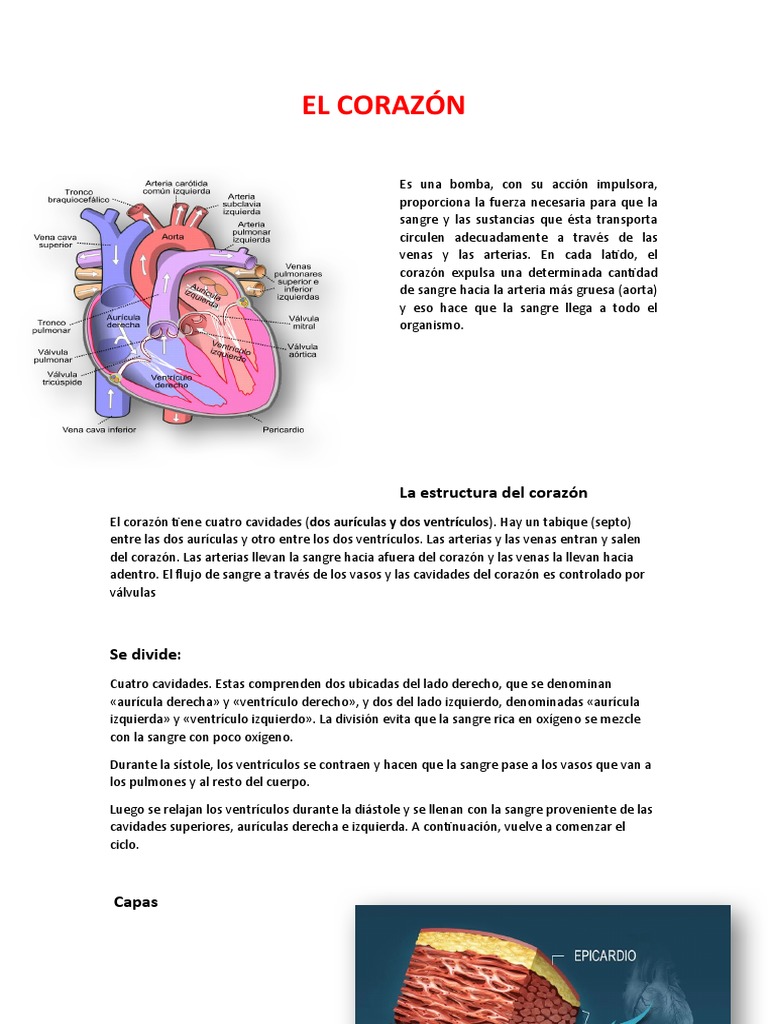 El Corazón | PDF | Corazón | Ventrículo (corazón)