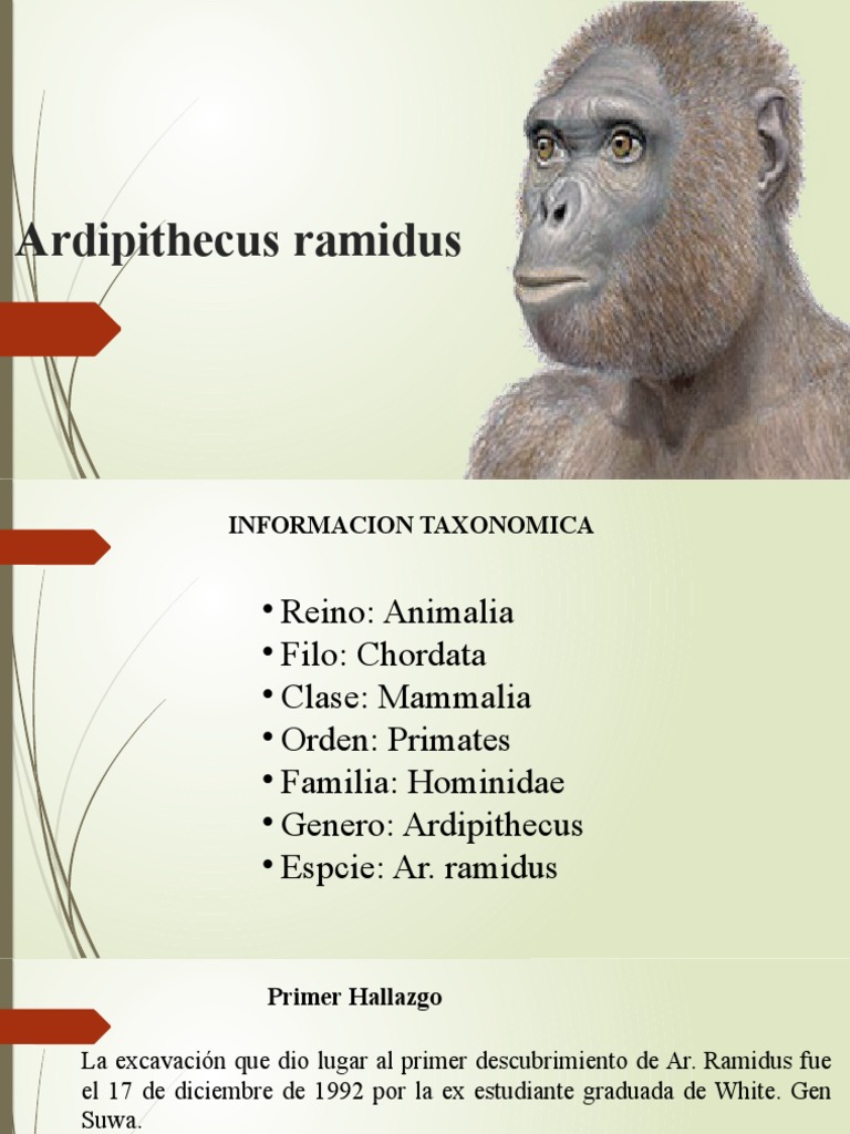 Ardipithecus ramidus | PDF